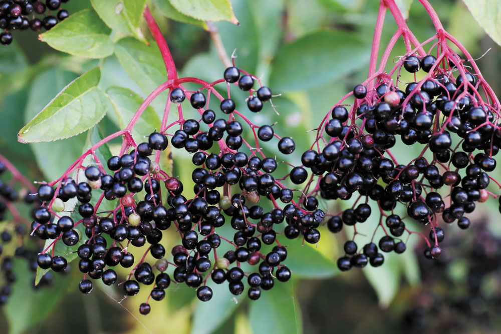 FRUITFUL FORAGING - American Outdoor Guide