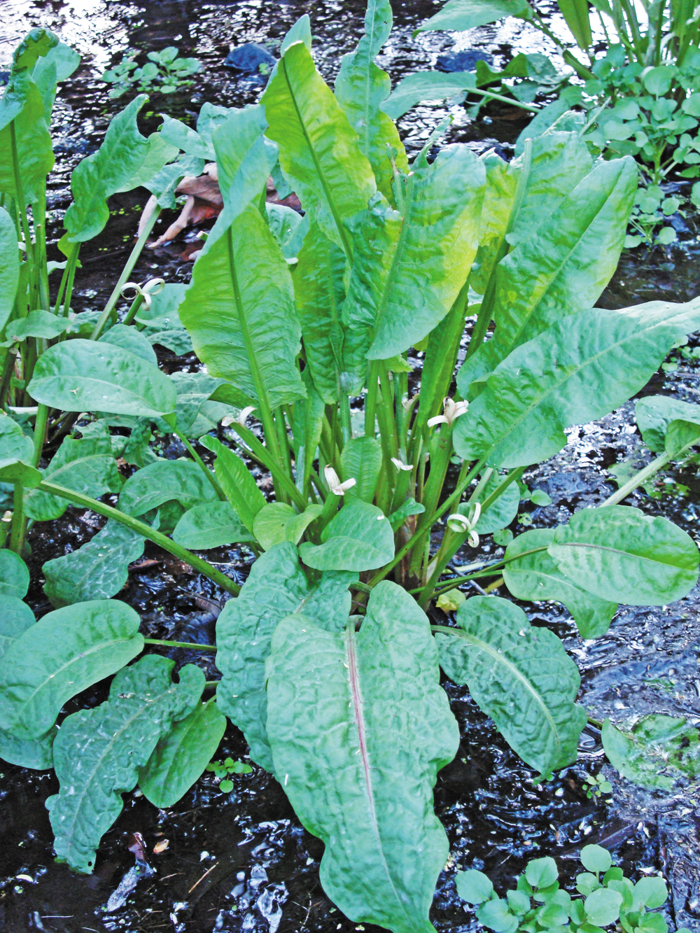 Prepper Plant Advisor: Curly Dock - American Outdoor Guide