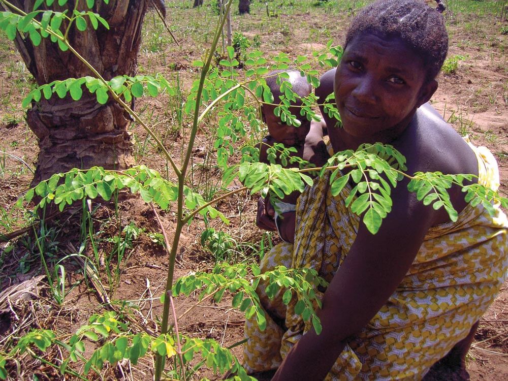 Moringa: The Gardener’s Multi-Tool - American Outdoor Guide