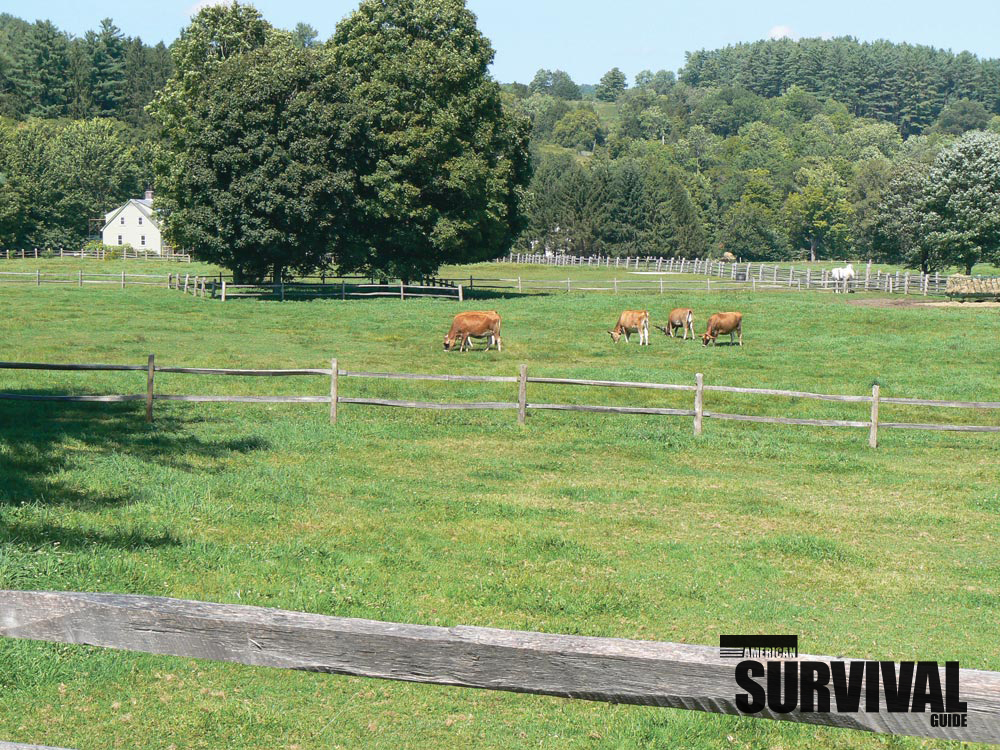 Learn all about Setting Up a ‘Mini Homestead’ and being self-sufficient