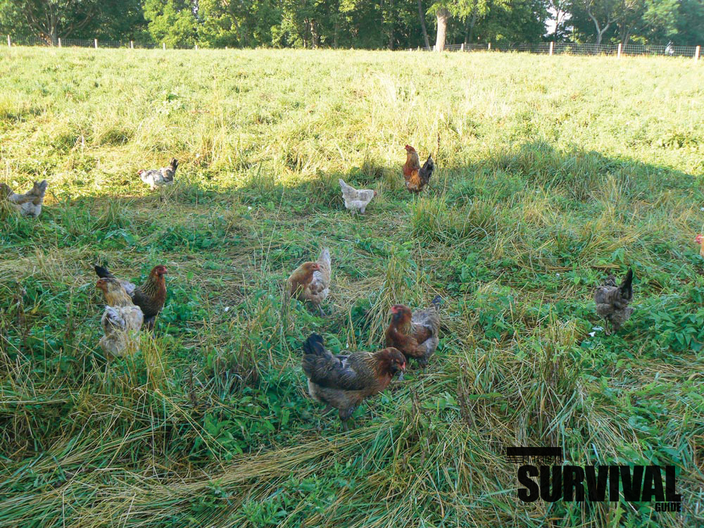 Learn all about Setting Up a ‘Mini Homestead’ and being self-sufficient