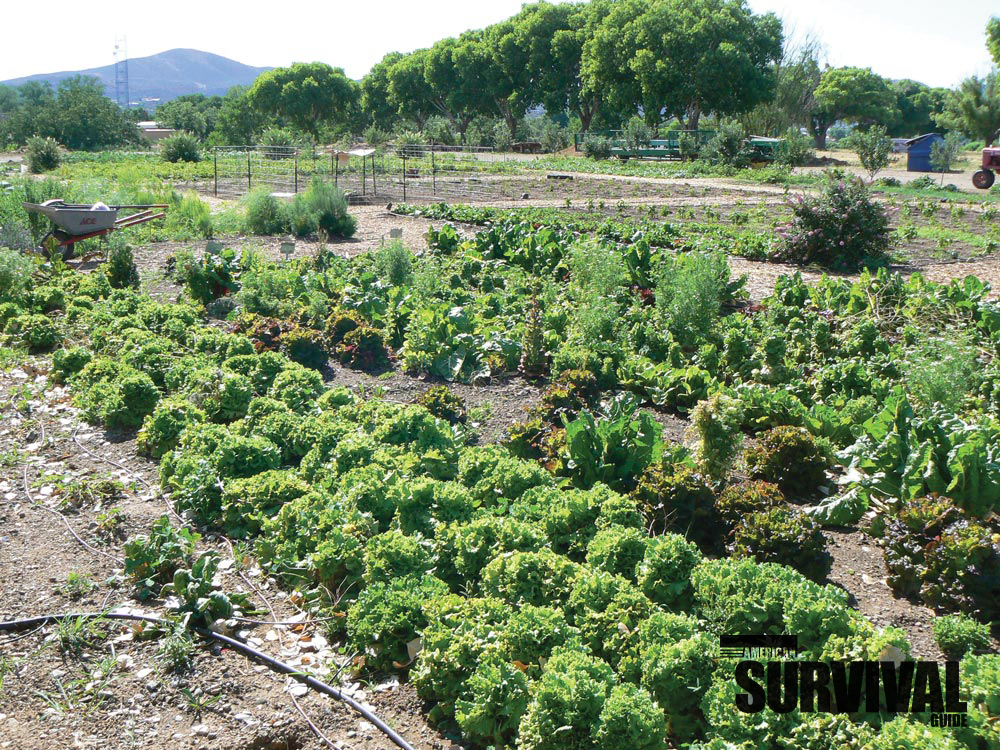Learn all about Setting Up a ‘Mini Homestead’ and being self-sufficient