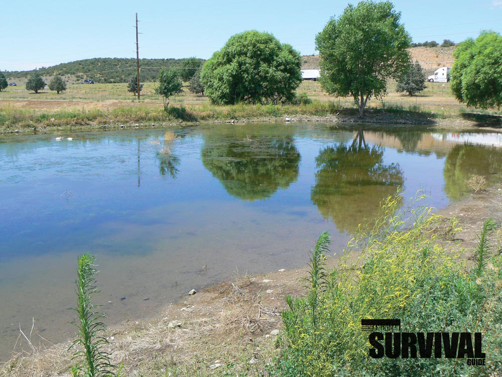 Learn all about Setting Up a ‘Mini Homestead’ and being self-sufficient
