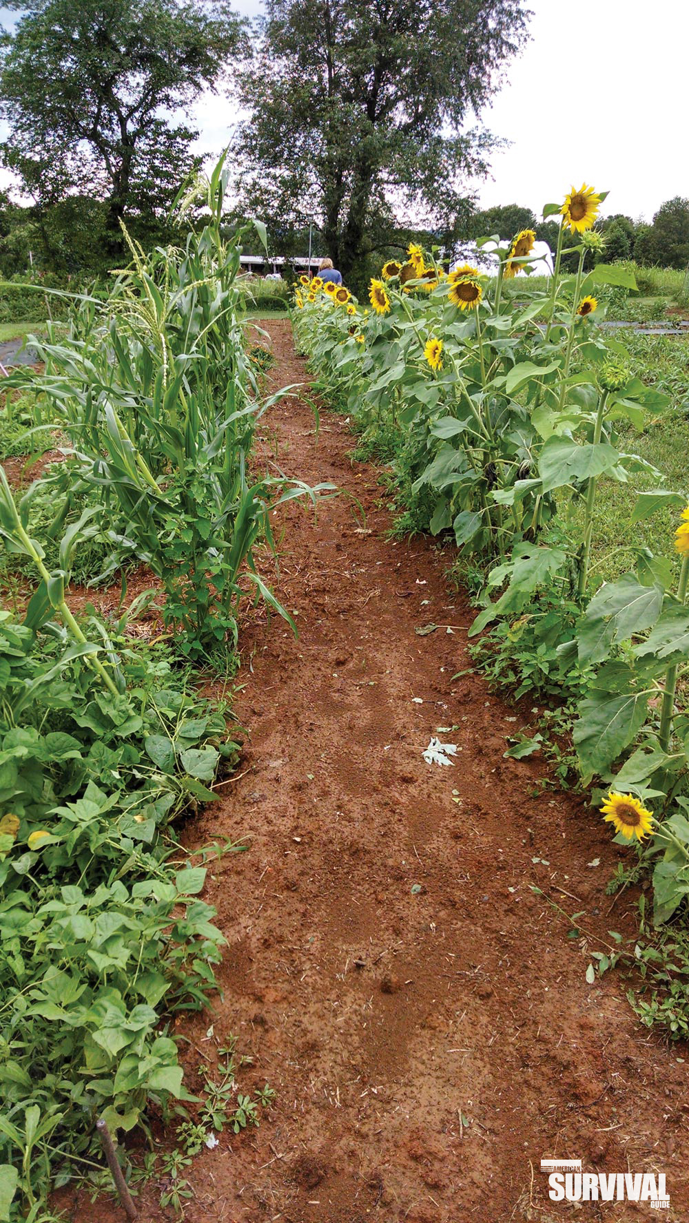 HOW DOES YOUR GARDEN GROW? - American Outdoor Guide