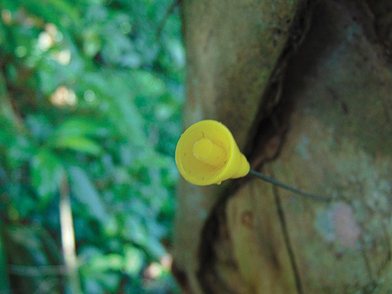 The Oldest Blowguns Date Back to the Stone Age - American Outdoor Guide
