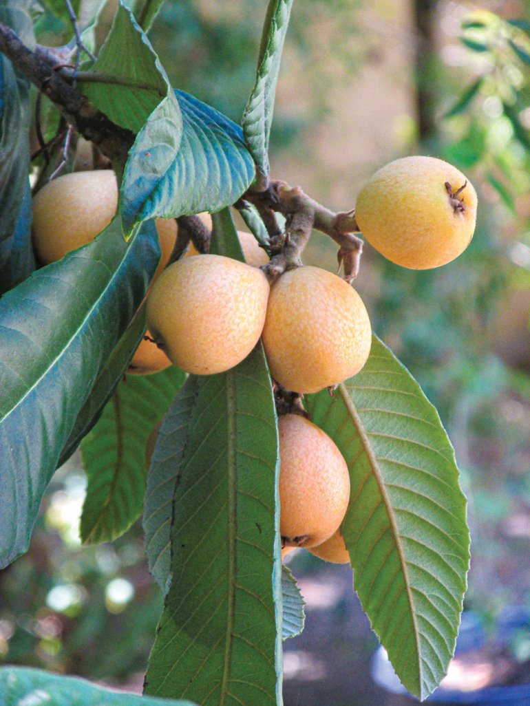HOW TO GROW FOOD IN YOUR YARD - American Outdoor Guide