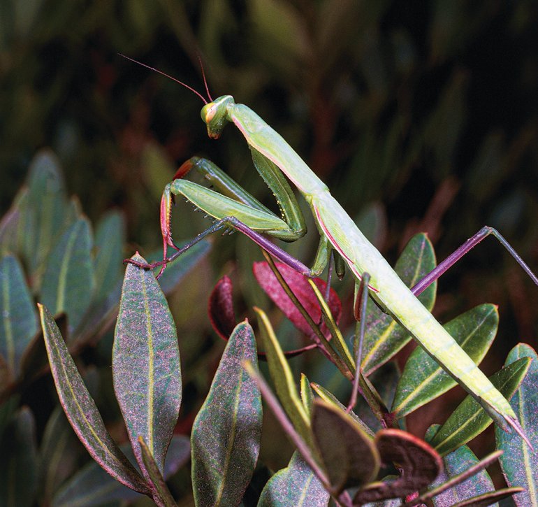 GOOD BUGS FOR YOUR GARDEN - American Outdoor Guide