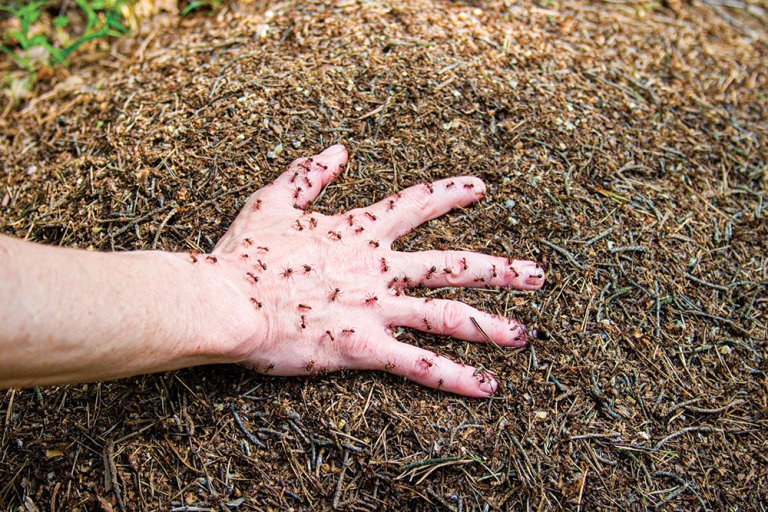 GOOD BUGS FOR YOUR GARDEN - American Outdoor Guide