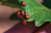 GOOD BUGS FOR YOUR GARDEN - American Outdoor Guide