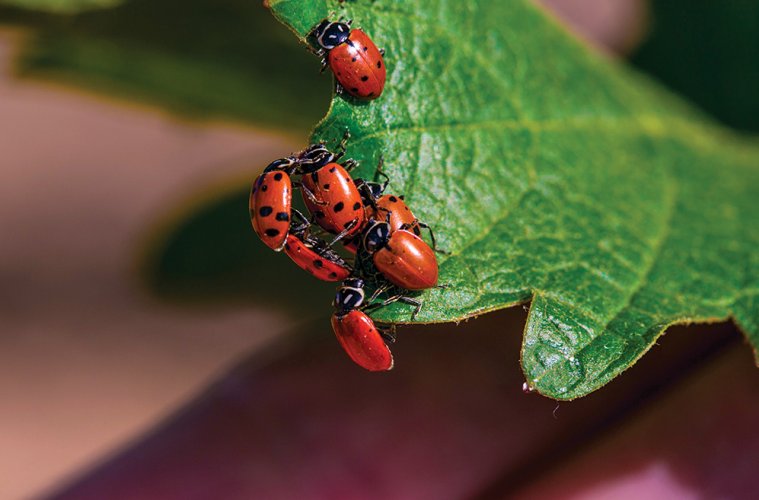 GOOD BUGS FOR YOUR GARDEN - American Outdoor Guide