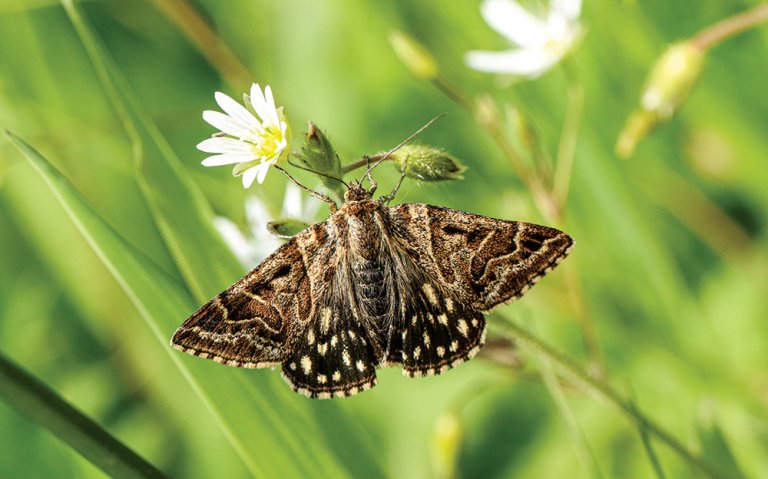 GOOD BUGS FOR YOUR GARDEN - American Outdoor Guide