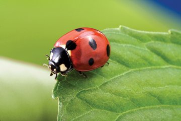 GOOD BUGS FOR YOUR GARDEN - American Outdoor Guide