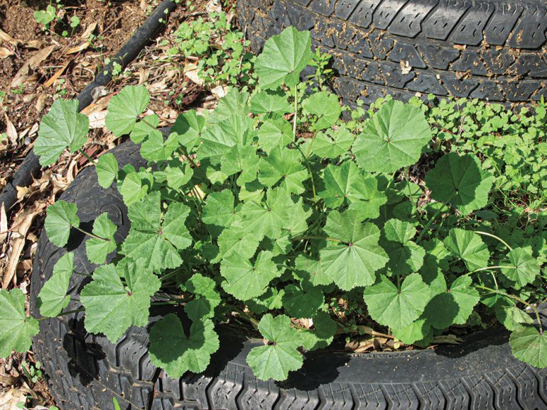 Mallow Plant's Many Uses as Medicine and Survival Plant