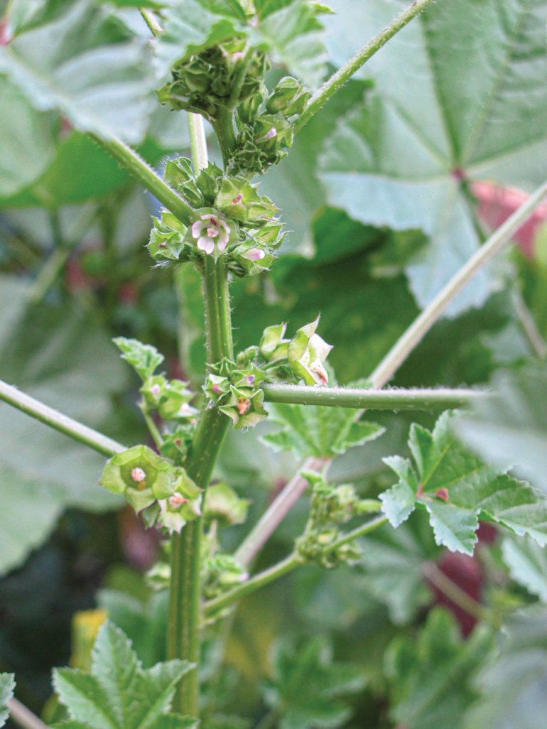 Mallow Plant's Many Uses as Medicine and Survival Plant