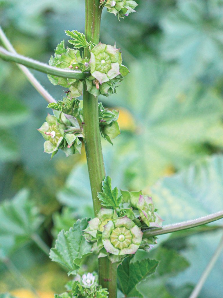 Mallow Plant's Many Uses as Medicine and Survival Plant
