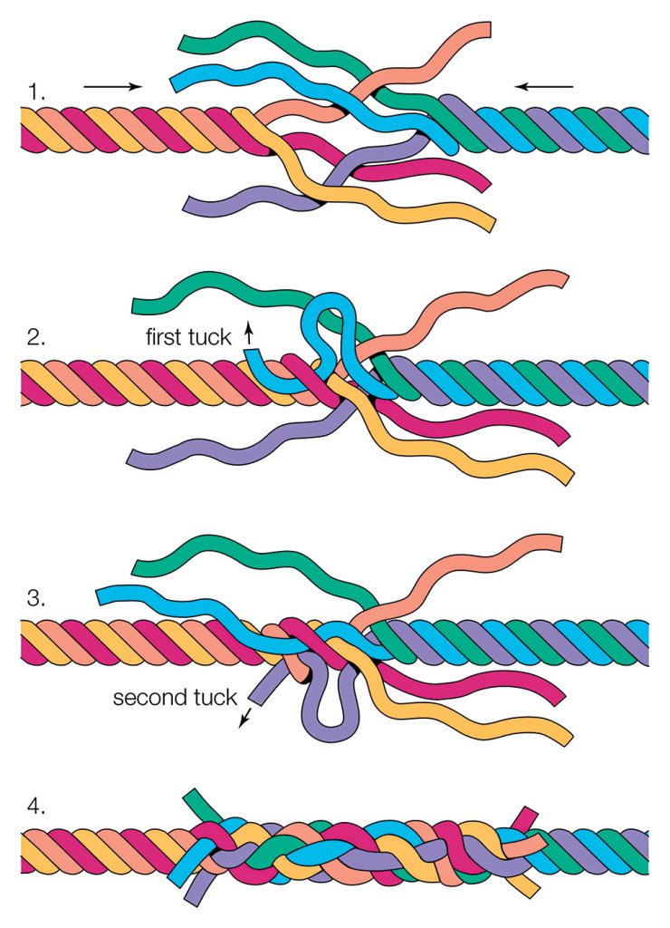 12 Knots You Can’t Live Without - American Outdoor Guide