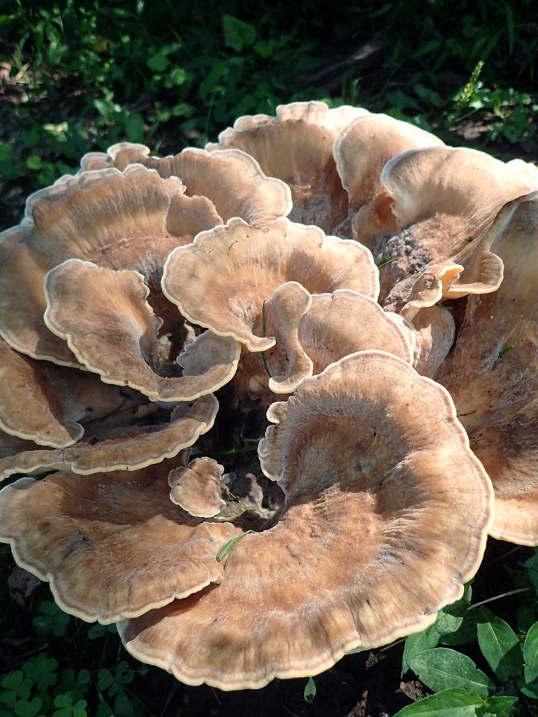 FORAGE THESE EDIBLE MUSHROOMS - American Outdoor Guide